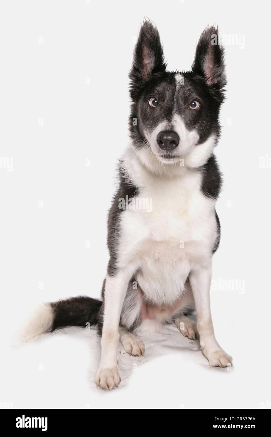 Interracial dog, husky interracial, crossed, squint, squinting Stock ...