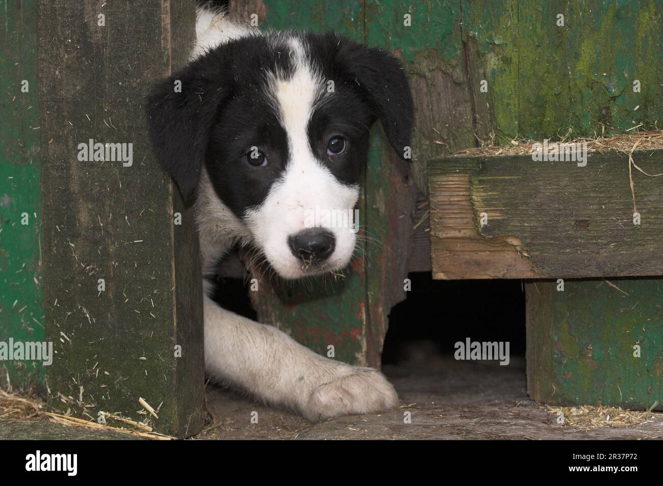 Border collie, puppy looking out of barn door, England, Great Britain ...