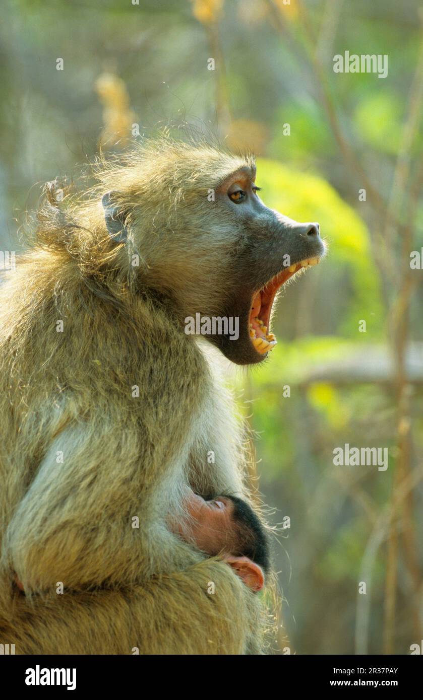 Bear baboon, bear baboon, bear baboons, monkeys, baboons, primates ...