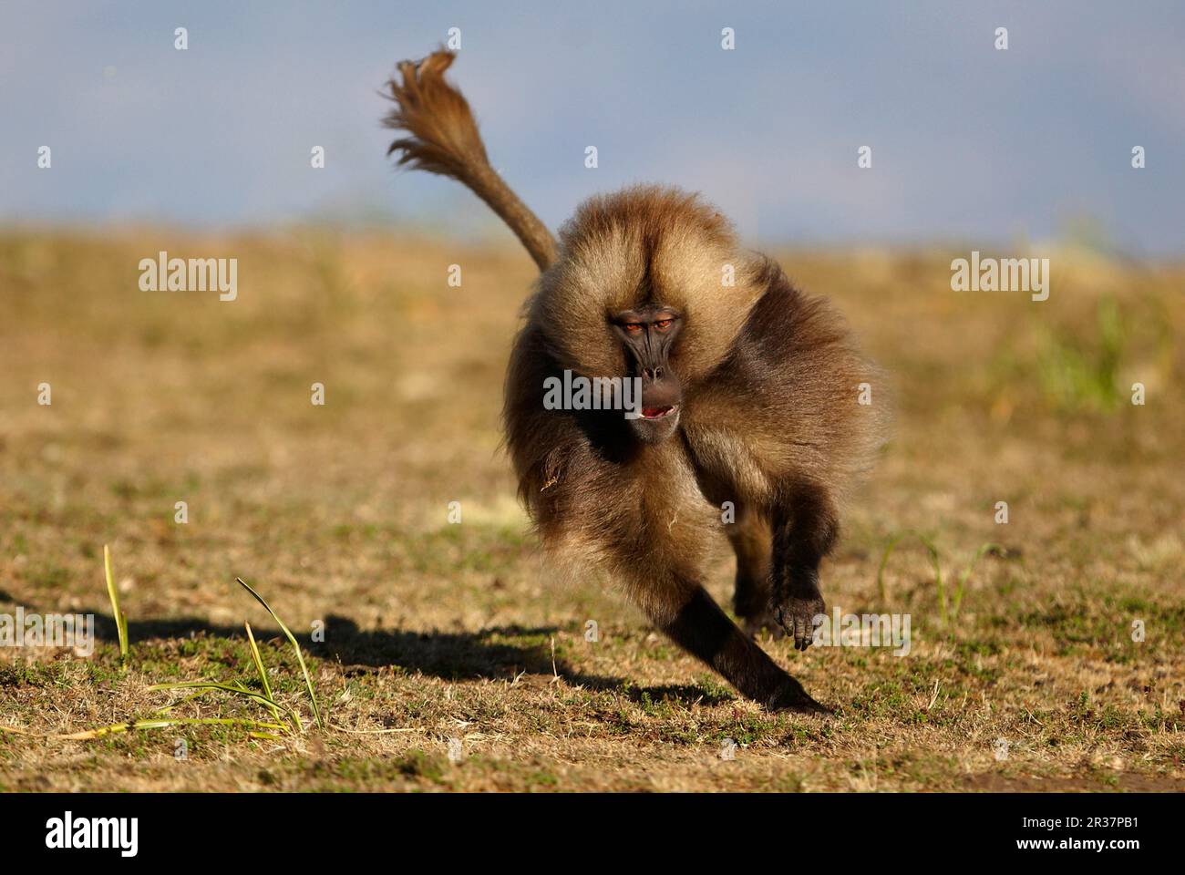 Gelada, gelada, blood-breasted baboon, gelada baboons (Theropithecus ...