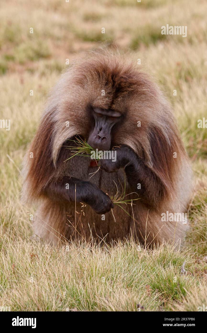 Gelada, gelada, blood-breasted baboon, gelada baboons (Theropithecus ...