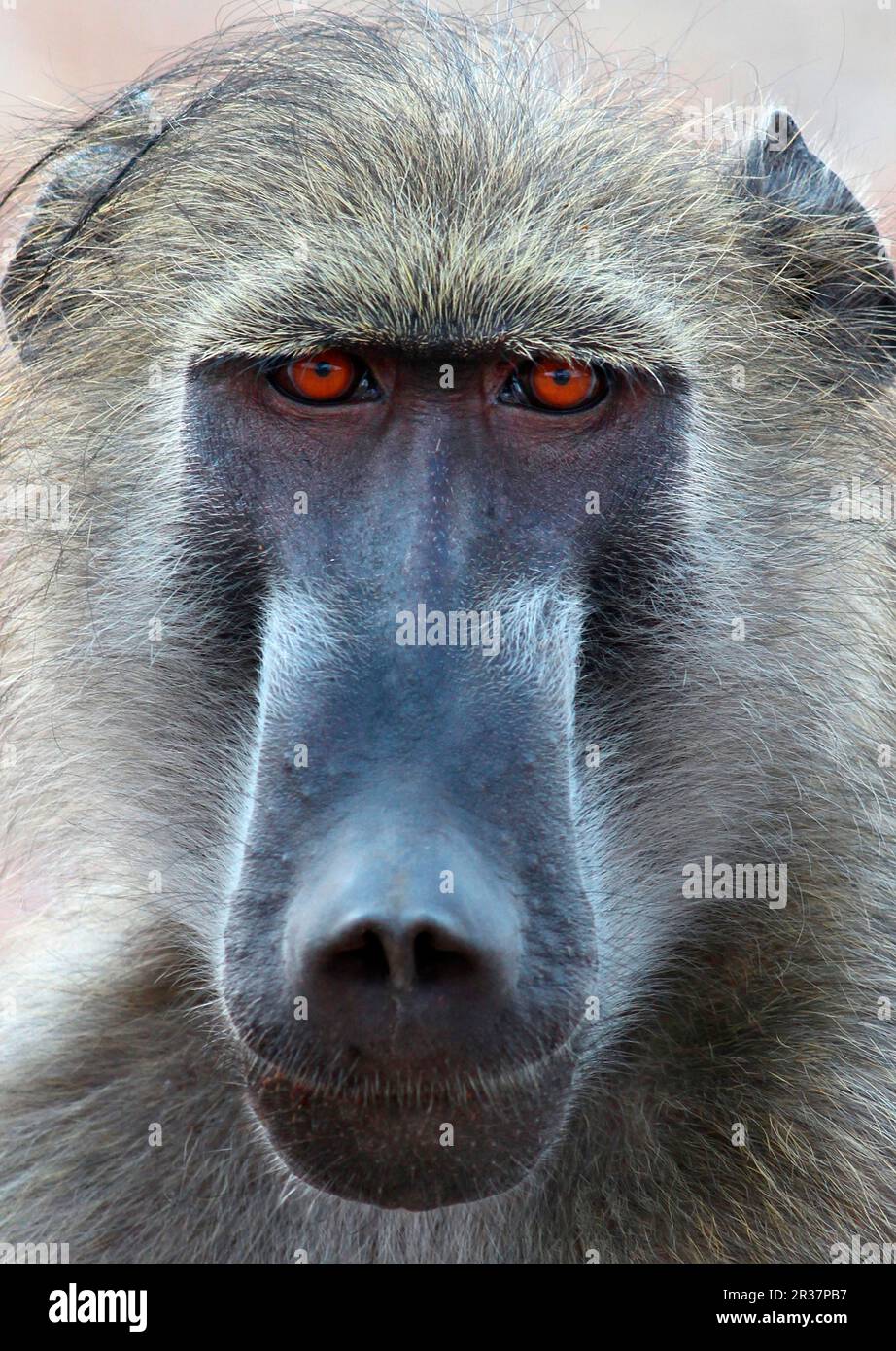 Bear baboon, bear baboon, chacma baboons (Papio ursinus), bear baboons ...