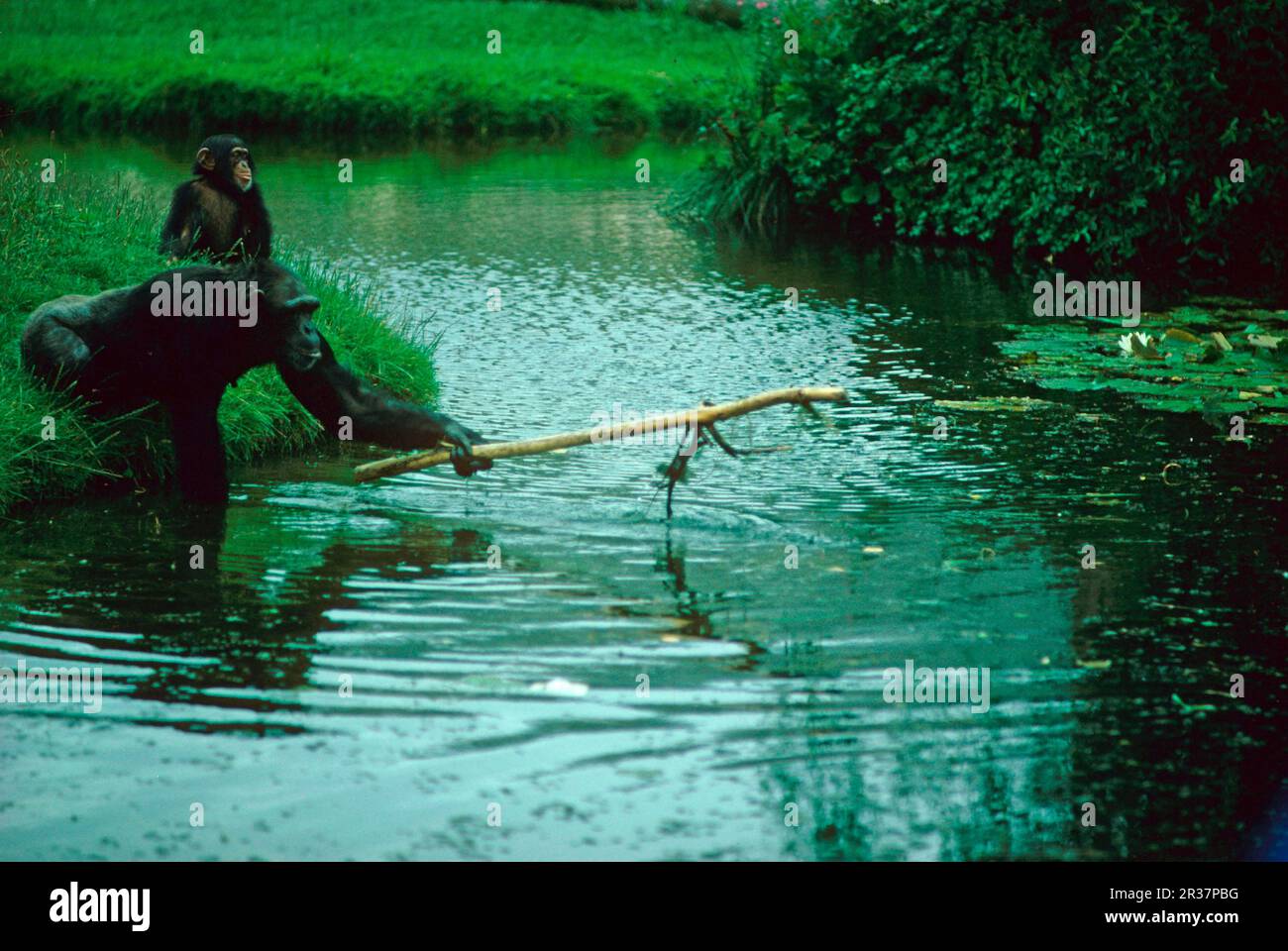 Common chimpanzee (Pan troglodytes), chimpanzees, apes, apes, primates ...