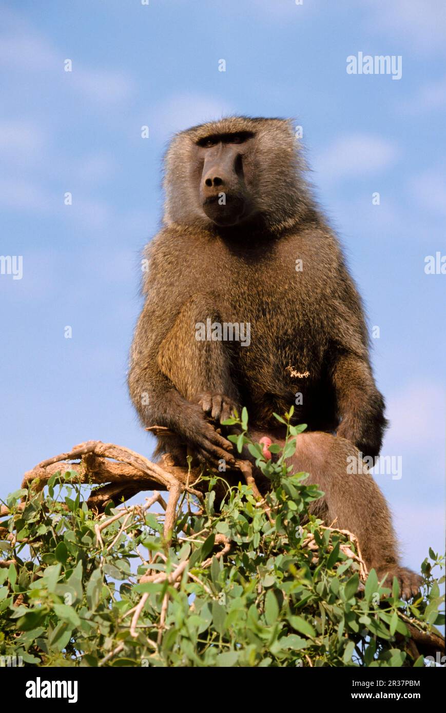 Kenyan baboon hi-res stock photography and images - Alamy