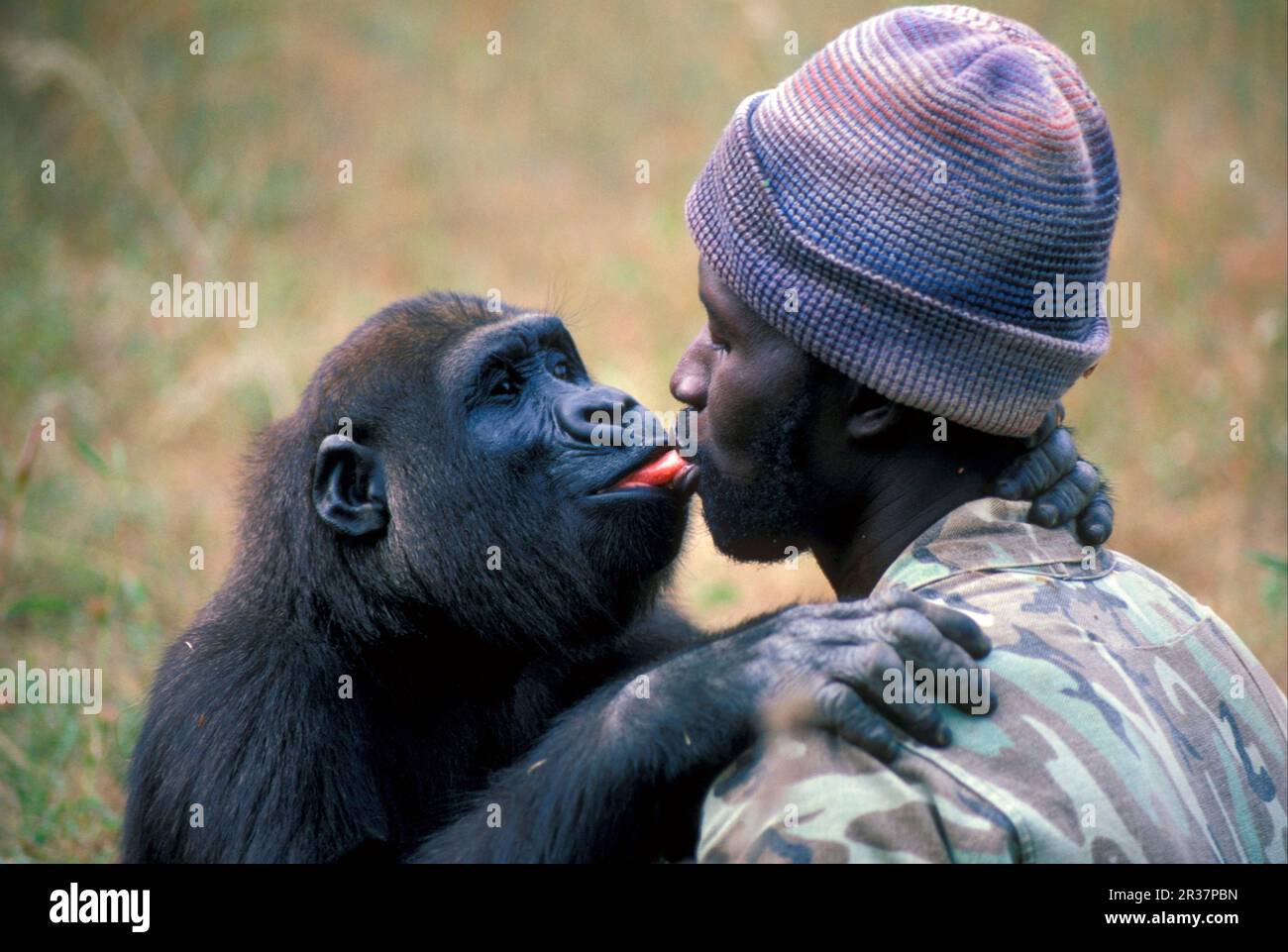Western lowland gorilla, Western lowland gorillas, Apes, Gorillas, Apes ...