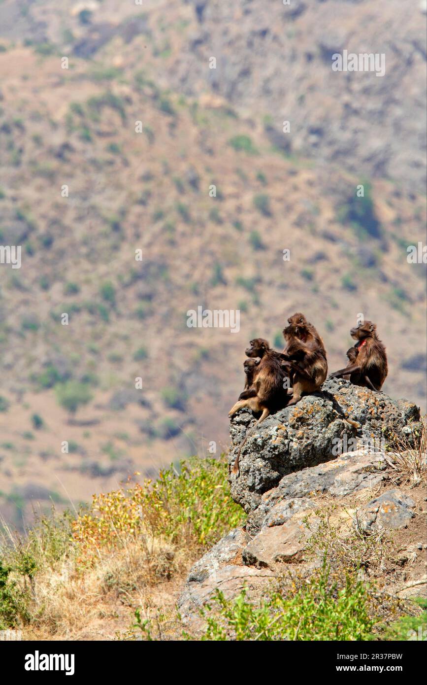 Gelada Baboon, Dscheladas, Blood-breasted baboon, gelada baboons ...