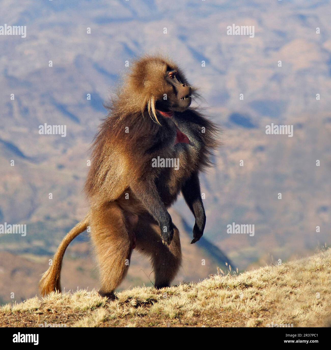 Gelada, gelada, gelada baboons (Theropithecus gelada), monkeys, baboons ...