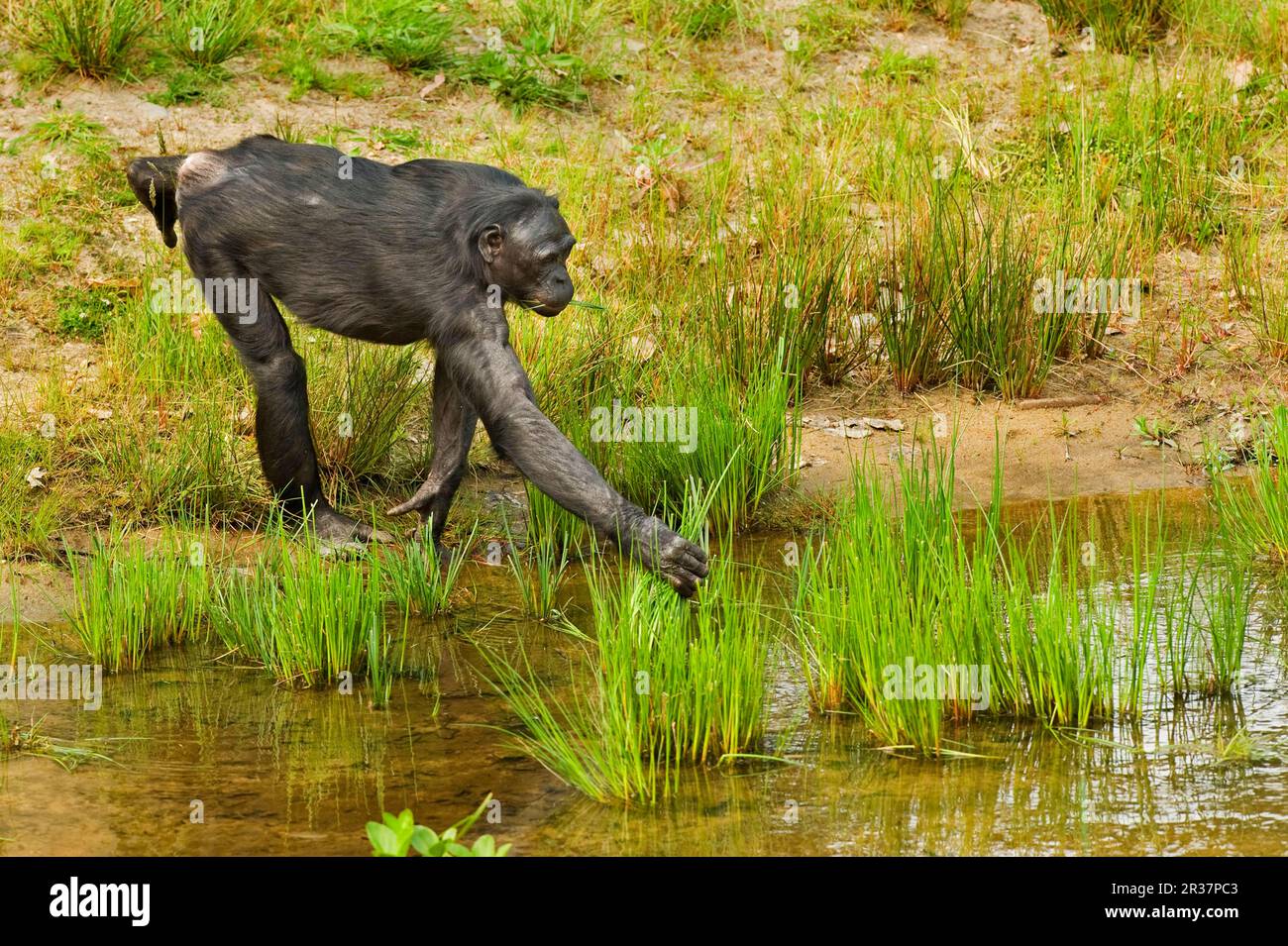 Bonobo, pygmy chimpanzee (Pan paniscus), bonobos, bonobos, monkeys ...