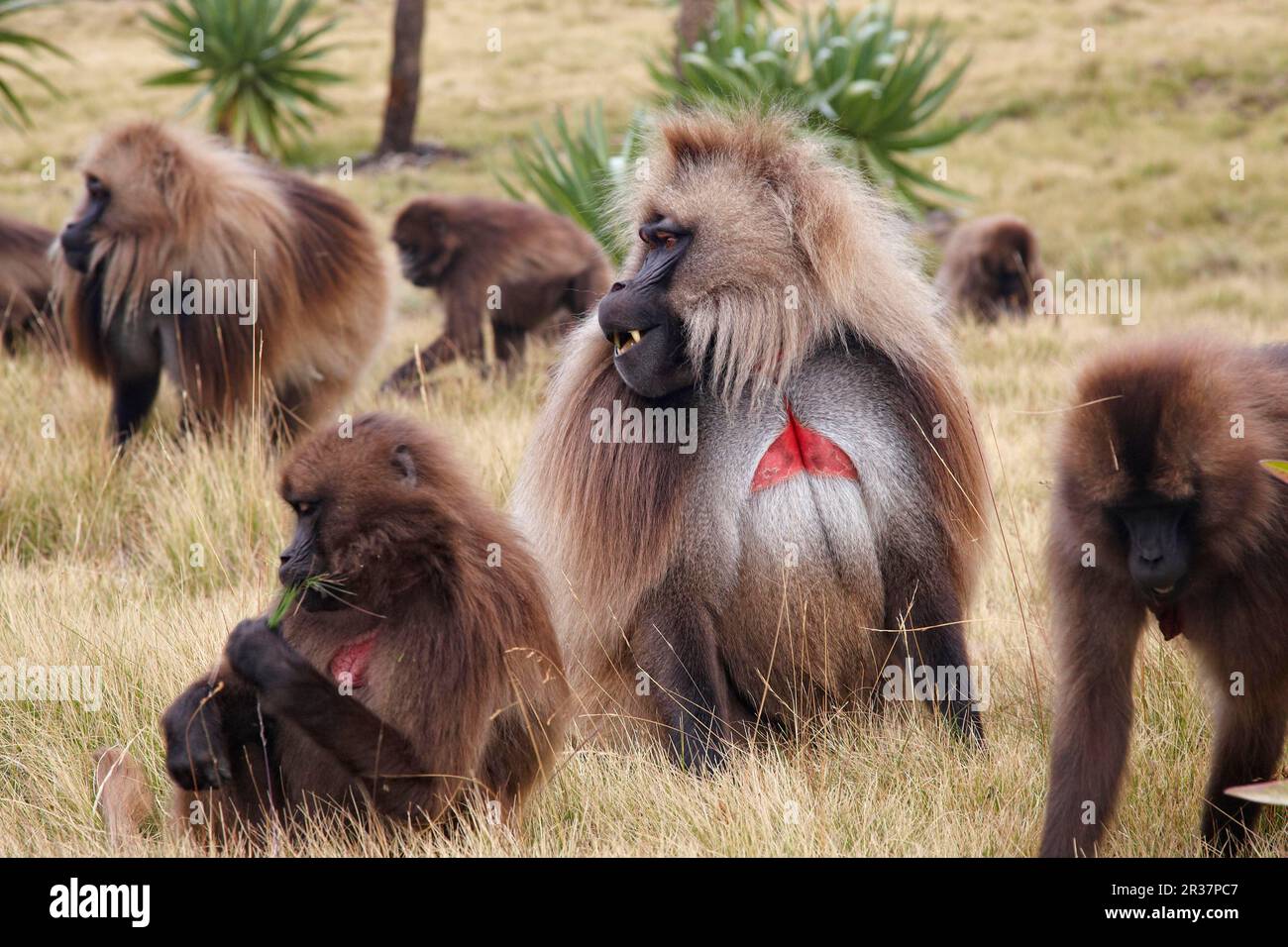 Gelada, gelada, blood-breasted baboon, gelada baboons (Theropithecus ...