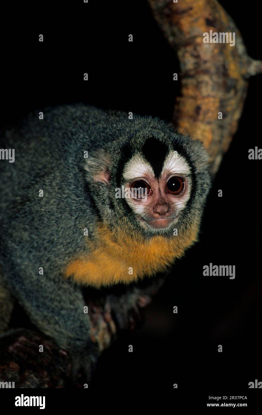 Douroucouli, night monkey, monkeys, mammals, animals, Northern Night ...