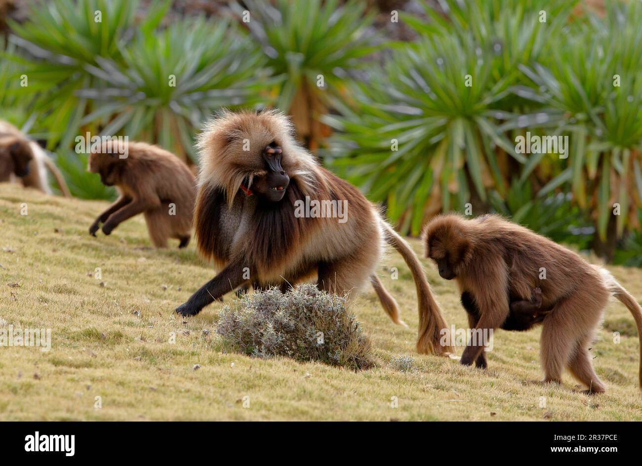Gelada baboon (Theropithecus gelada) adult male with female and young ...