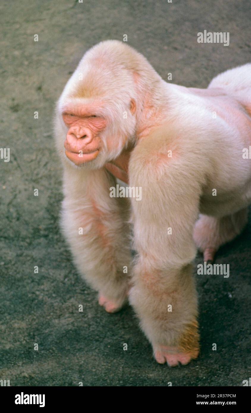 Western lowland gorilla, Western lowland gorillas (Gorilla gorilla ...