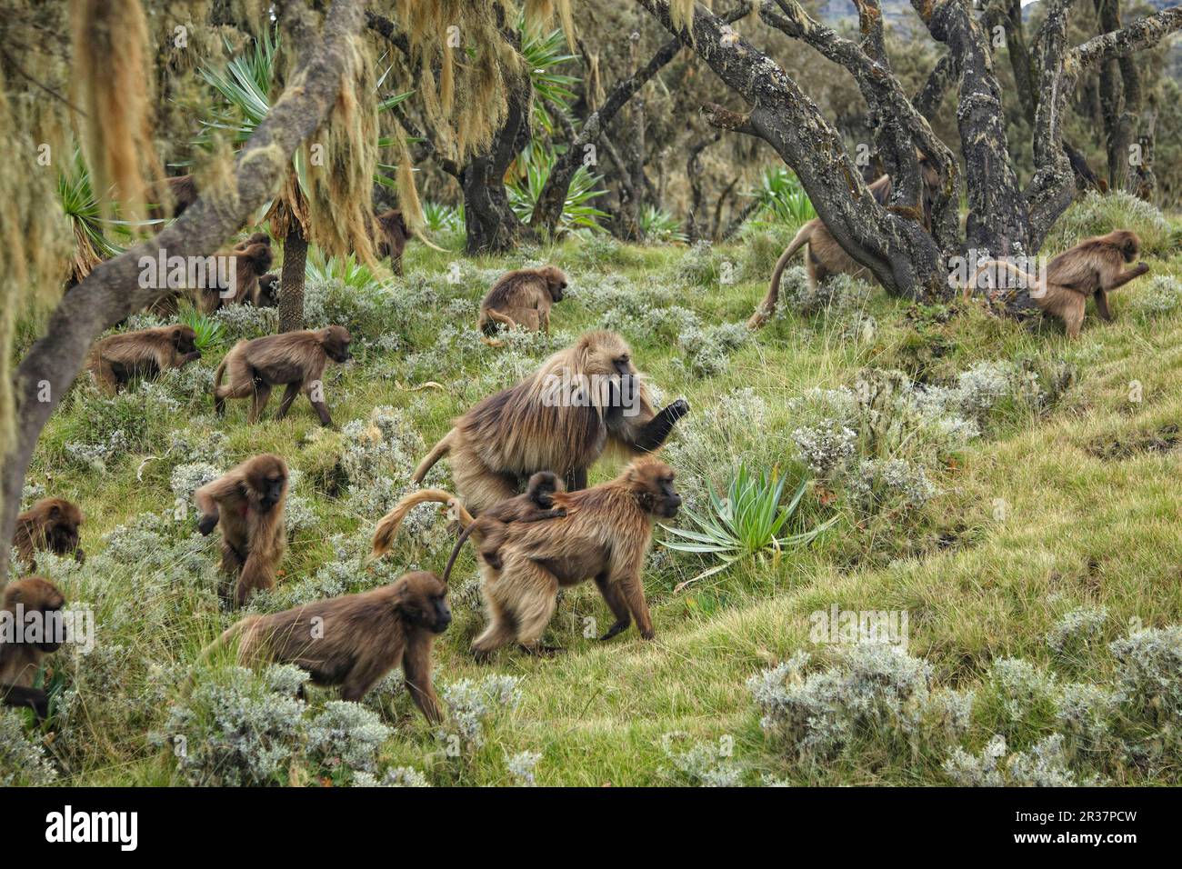 Gelada baboon (Theropithecus gelada), adult male with female and young ...