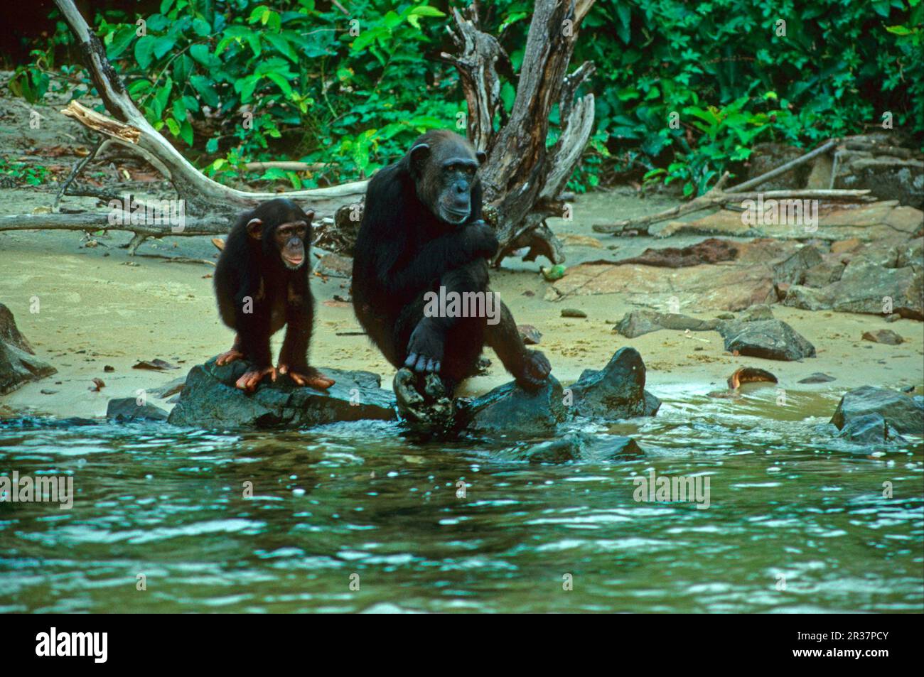 Common chimpanzee (Pan troglodytes), chimpanzees, apes, apes, primates ...
