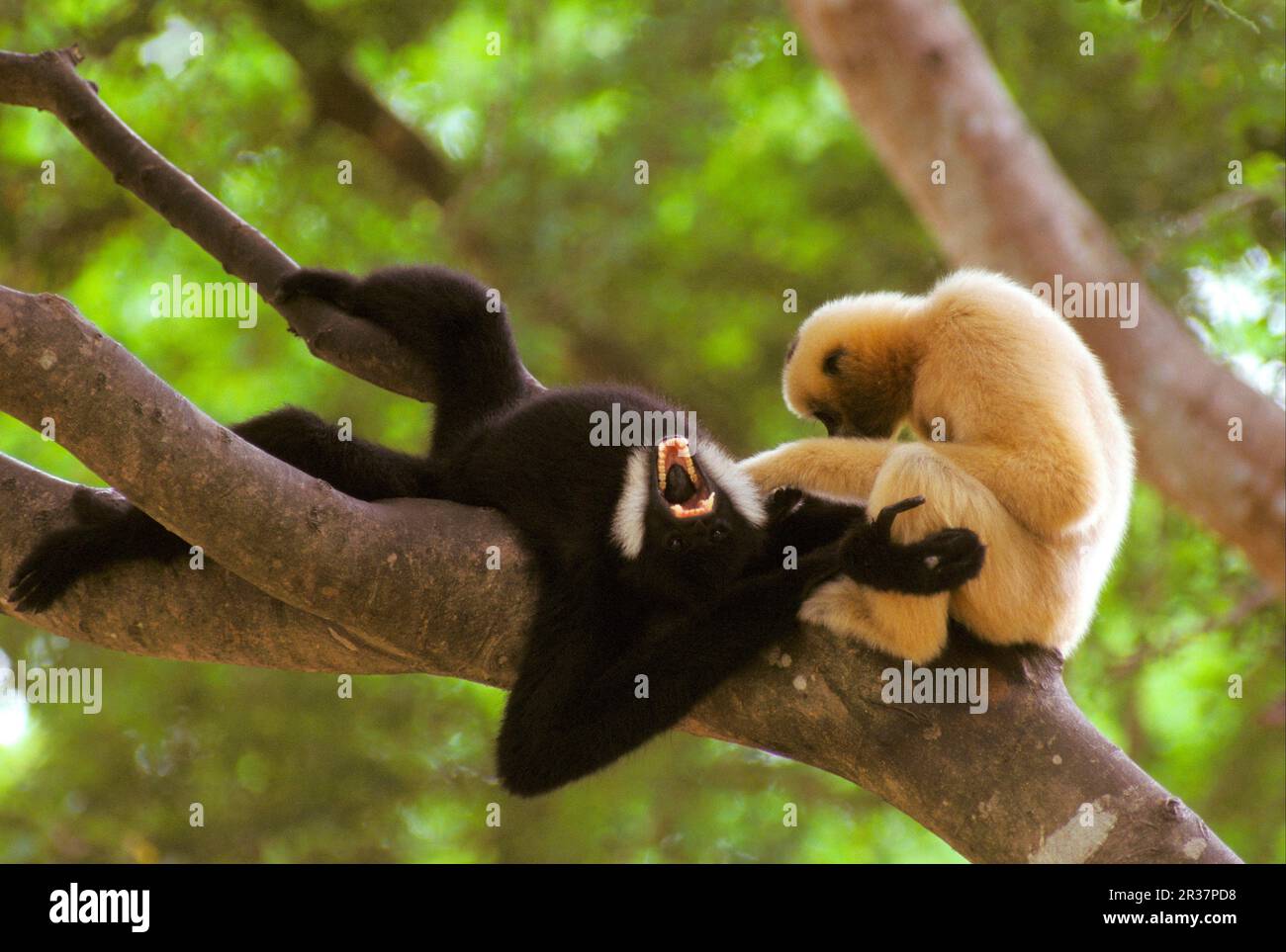 Northern northern white-cheeked gibbon (Nomascus leucogenys), adult ...