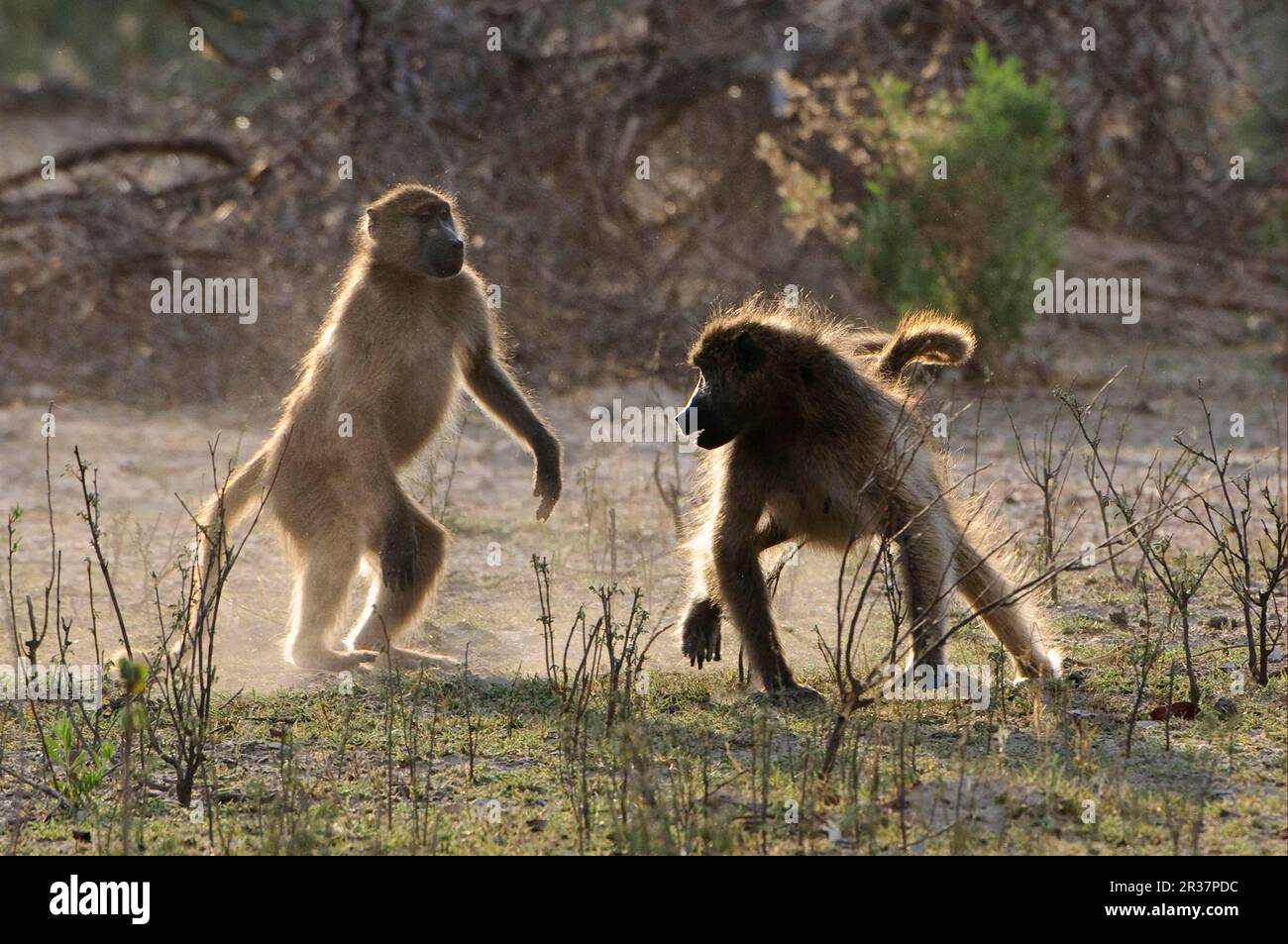 Baboon Attack Human