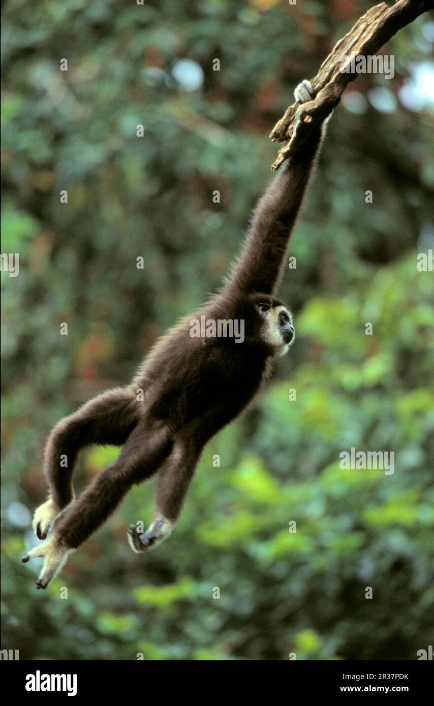 White-handed Gibbon, white-handed gibbons (Hylobates lar), Lar, Monkeys ...