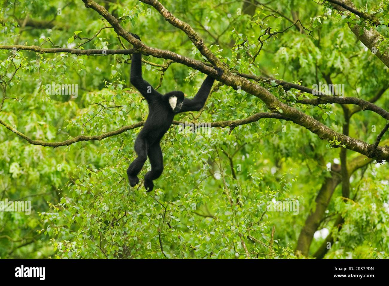 Northern northern white-cheeked gibbon (Nomascus leucogenys), adult ...
