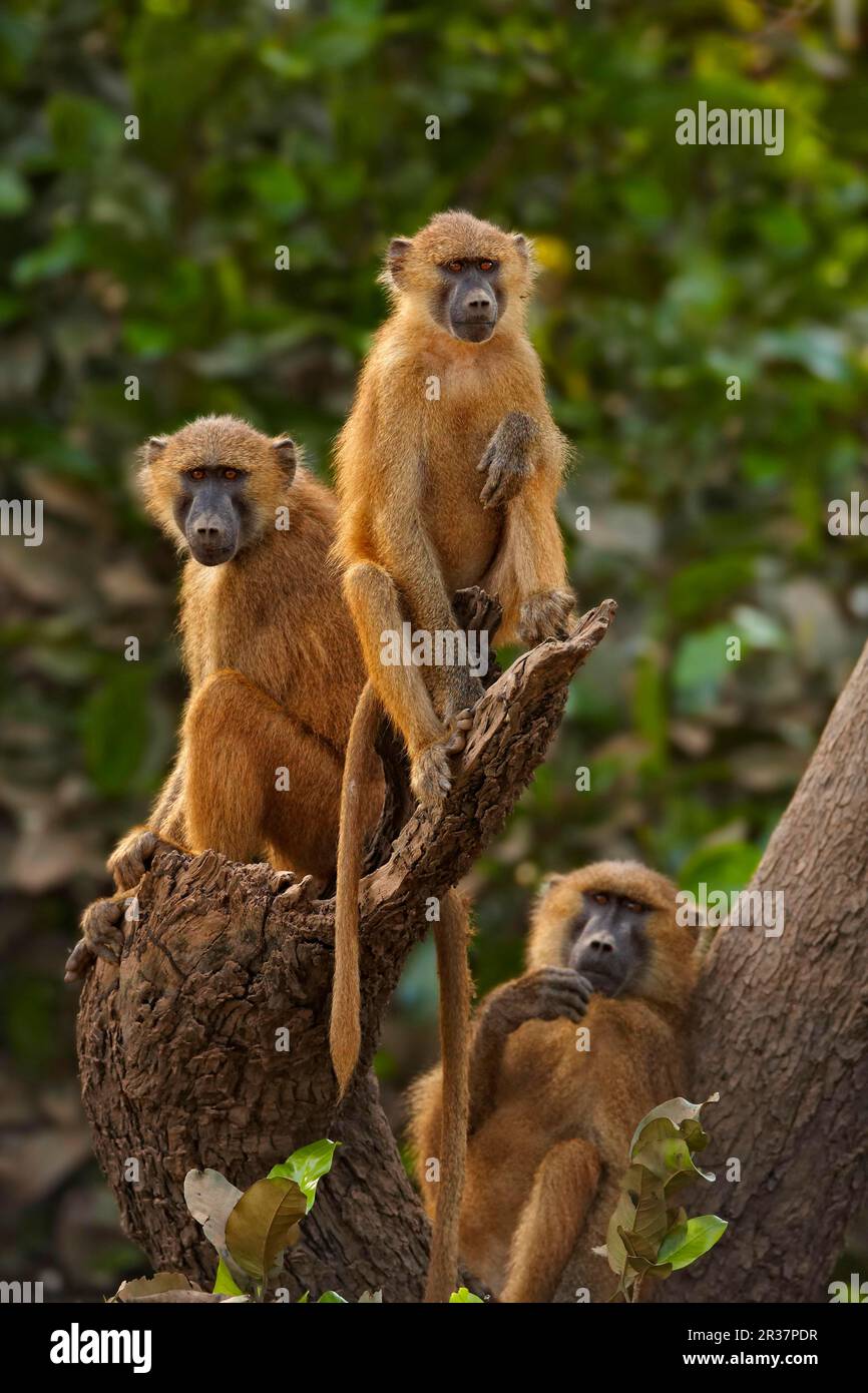 Guinea baboon (Papio papio) matriculates, sitting on tree stump ...