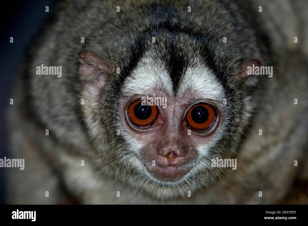 Eastern grey-throated night monkey, Eastern grey-throated night monkey ...