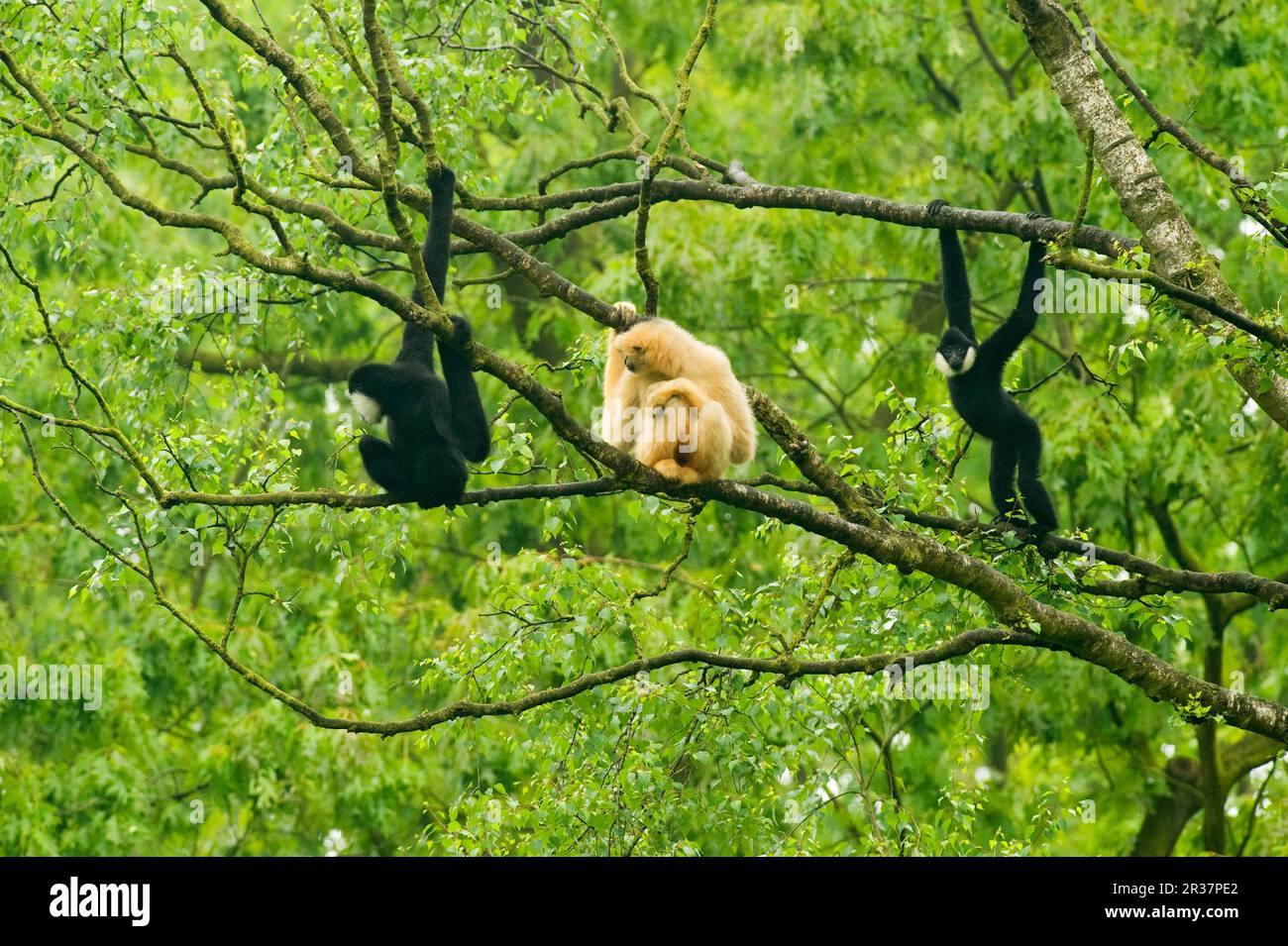 Family group of Northern northern white-cheeked gibbon (Nomascus ...