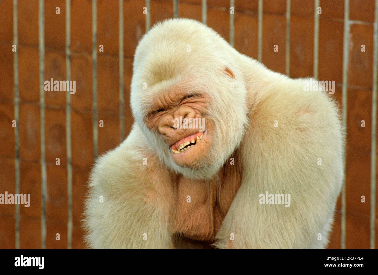Gorilla Albino Selfie