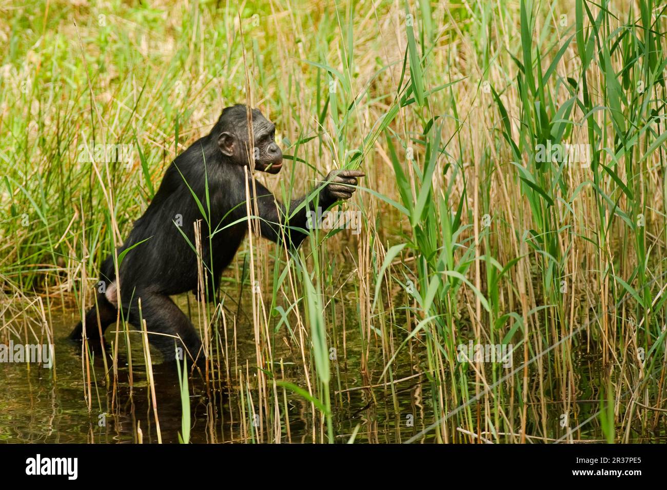 Bonobo, pygmy chimpanzee (Pan paniscus), bonobos, bonobos, monkeys ...