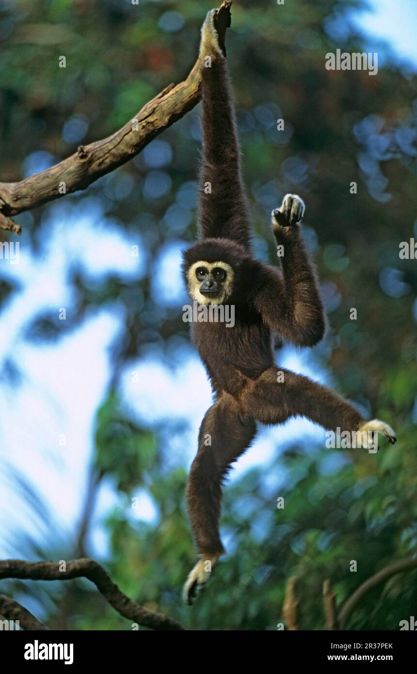 White-handed Gibbon, white-handed gibbons (Hylobates lar), Lar, Monkeys ...