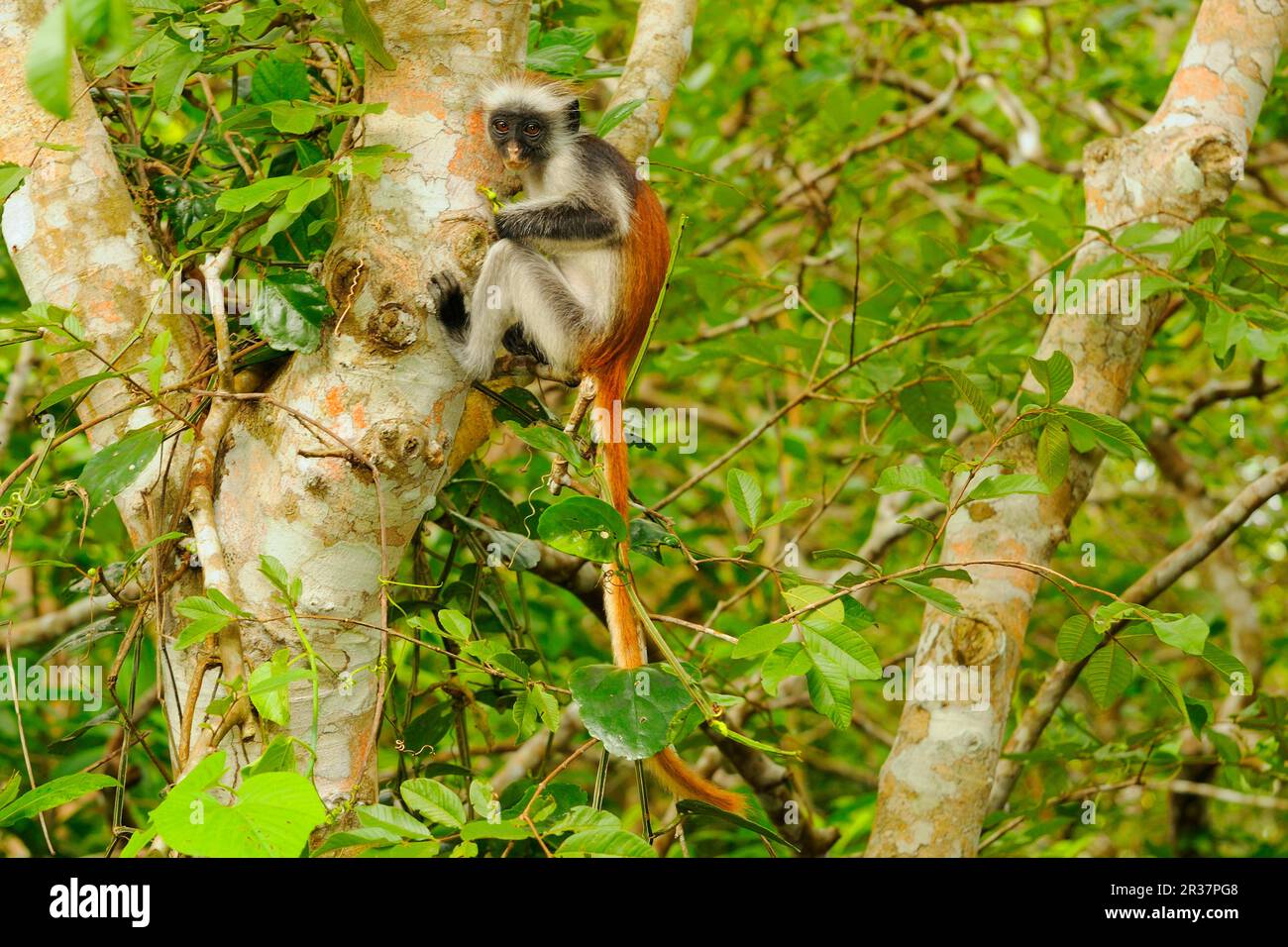 Zanzibar red zanzibar red colobus (Procolobus kirkii) young, feeding ...