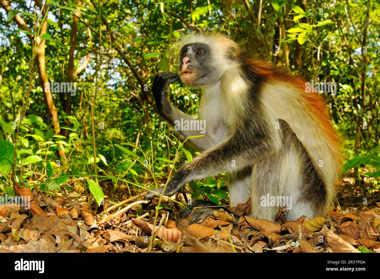 Zanzibar red zanzibar red colobus (Procolobus kirkii) adult, feeding on ...