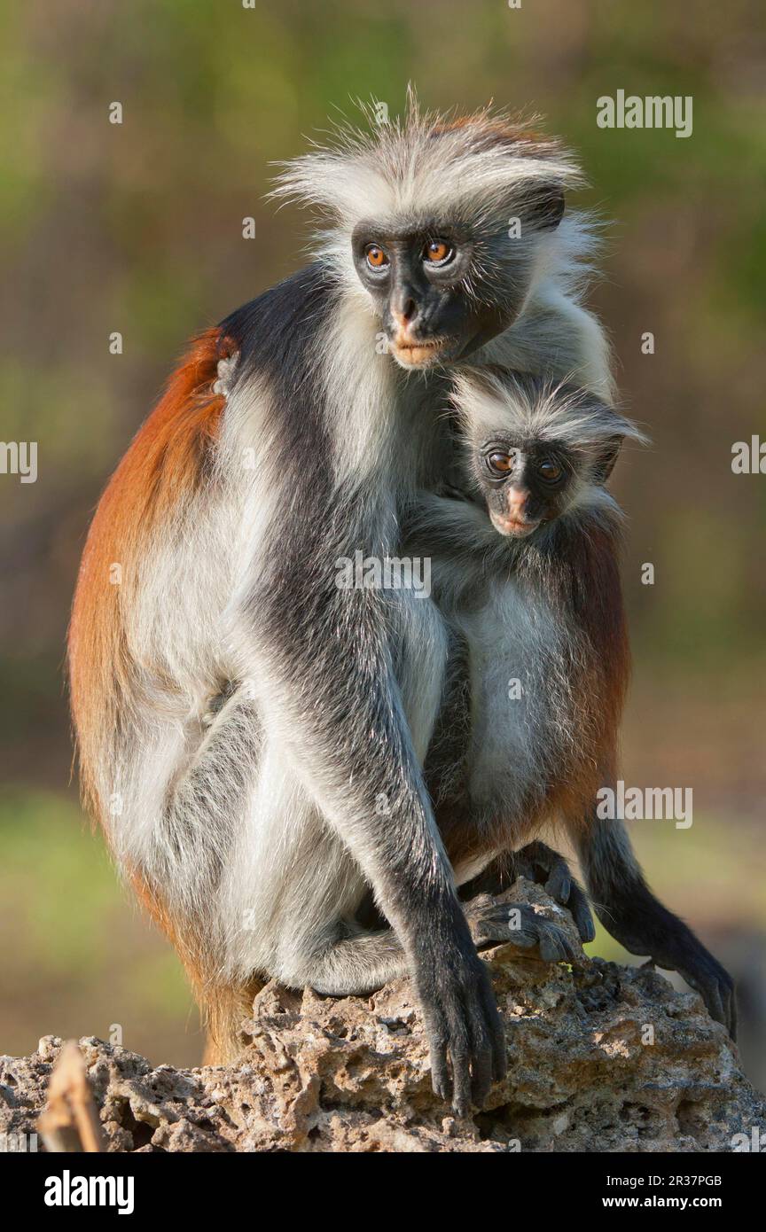 Red colobus of zanzibar hi-res stock photography and images - Alamy