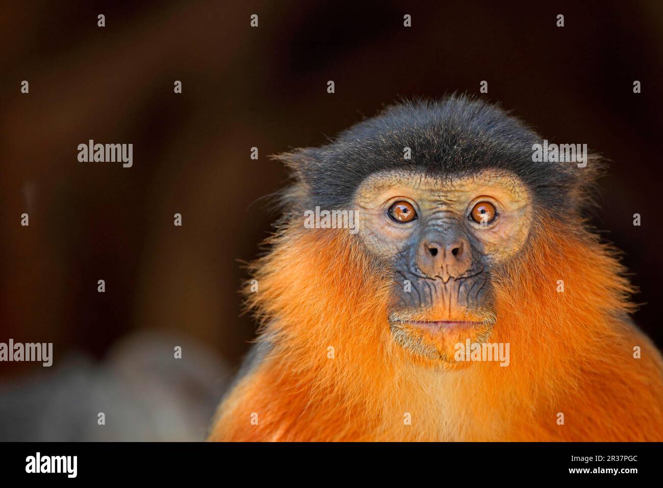 Western Red Colobus (Procolobus badius) adult, close-up of head, Gambia ...