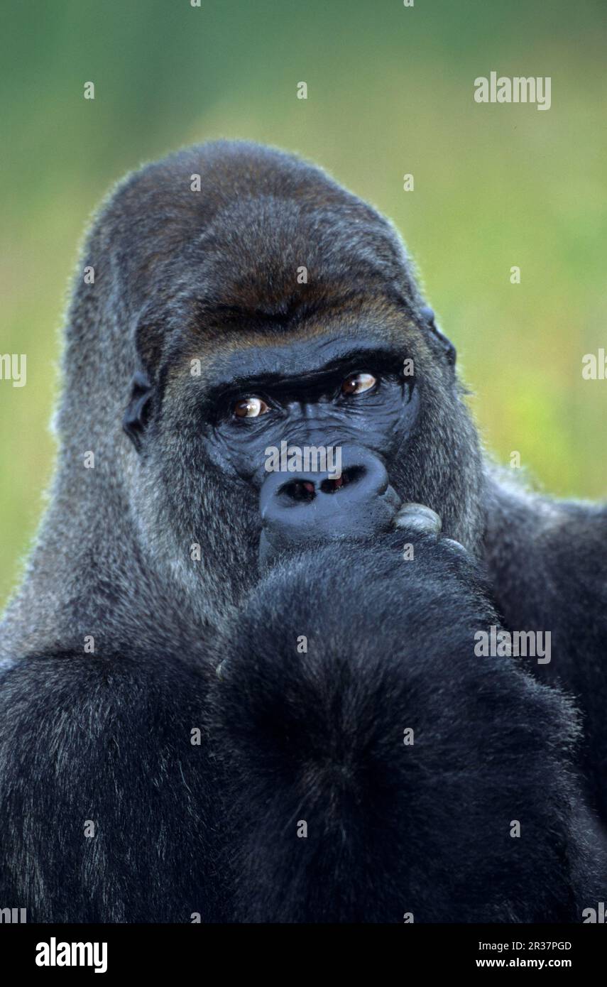 Western lowland gorilla, Western lowland gorillas (Gorilla gorilla ...