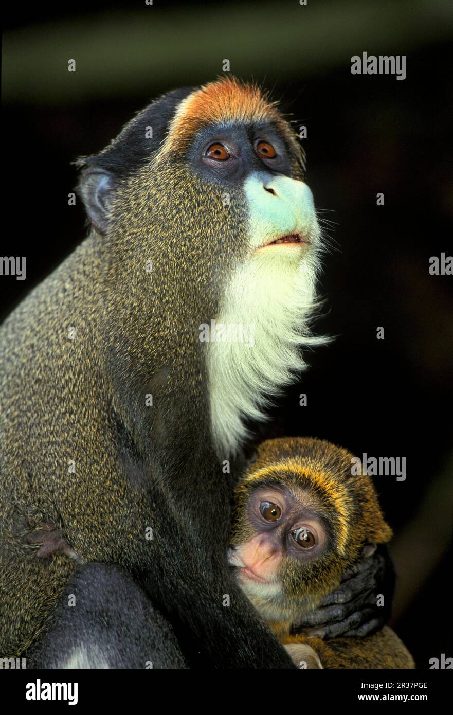Brazzamere Cat, Brazzamere Cats (Cercopithecus neglectus), Monkey ...