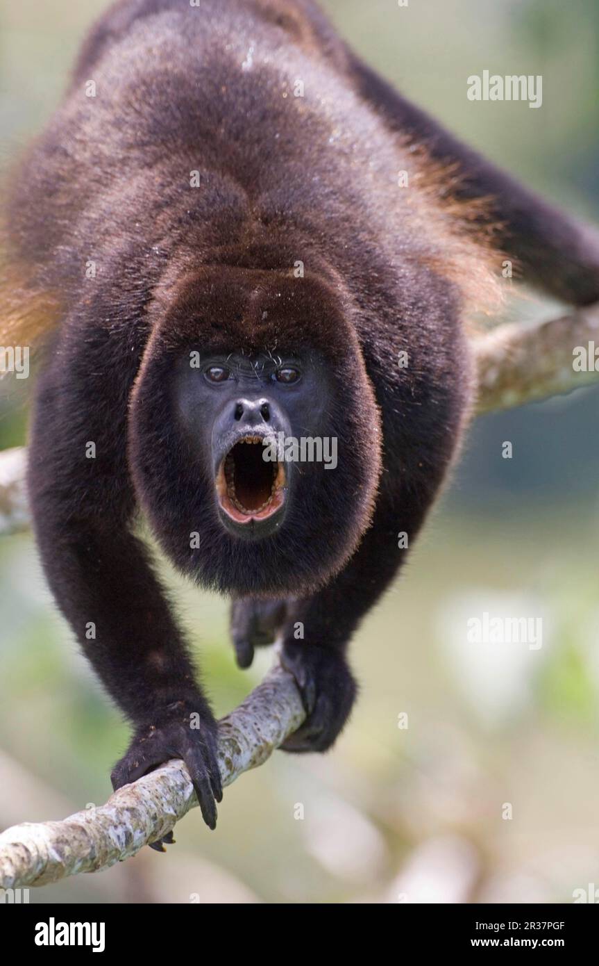 Mantled howlers, Mantled Howler Monkeys, Monkeys, Capuchins, Primates ...