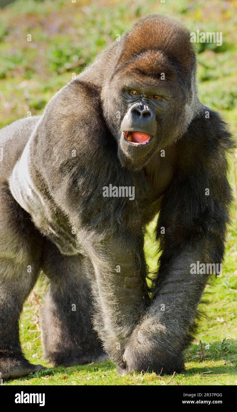 Western lowland gorilla, Western lowland gorillas (Gorilla gorilla ...