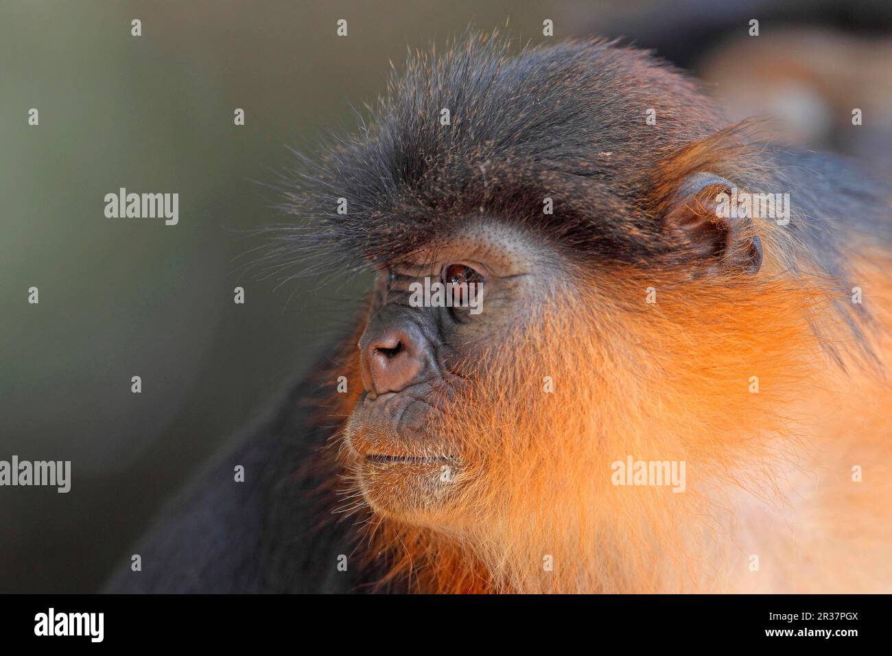 Western Red Colobus (Procolobus badius) adult, close-up of head, Gambia ... Western Red Colobus (Procolobus badius) adult, close-up of head, Gambia ...