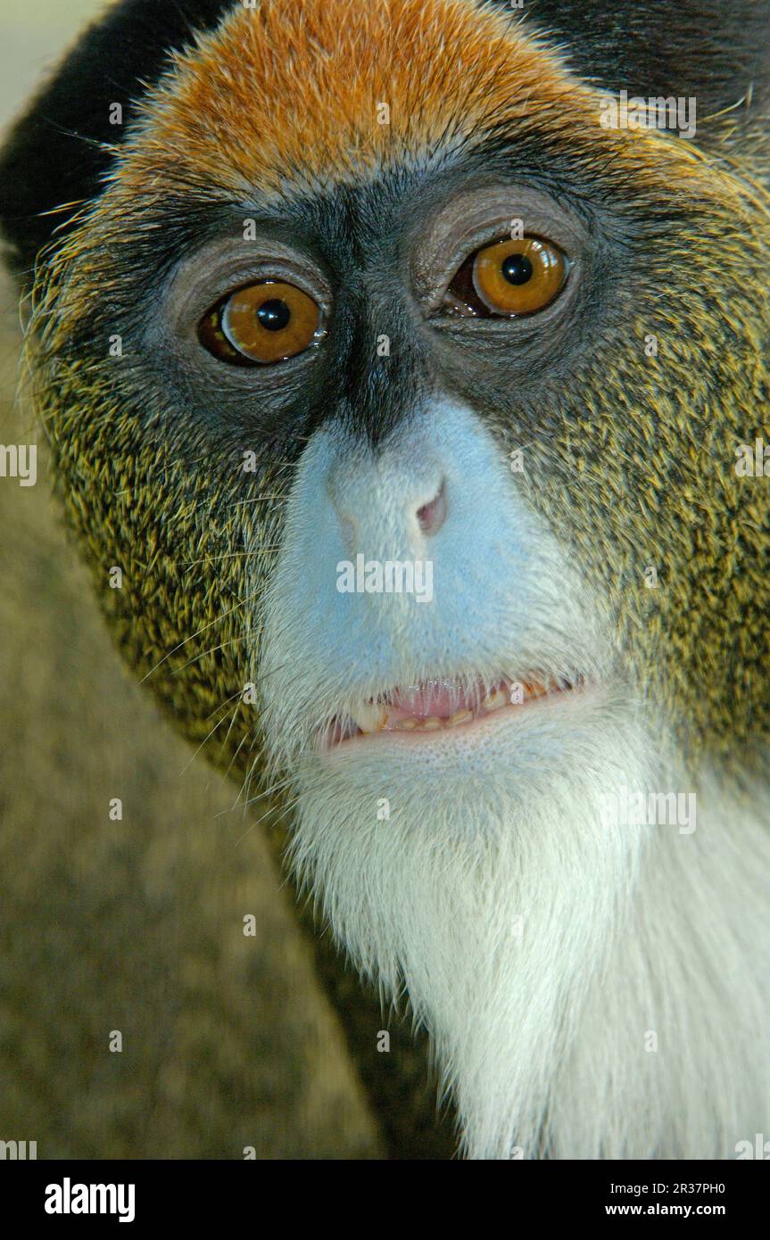 Brazzamere cat, Brazzamere cats, guenon, monkeys, mammals, animals, De ...
