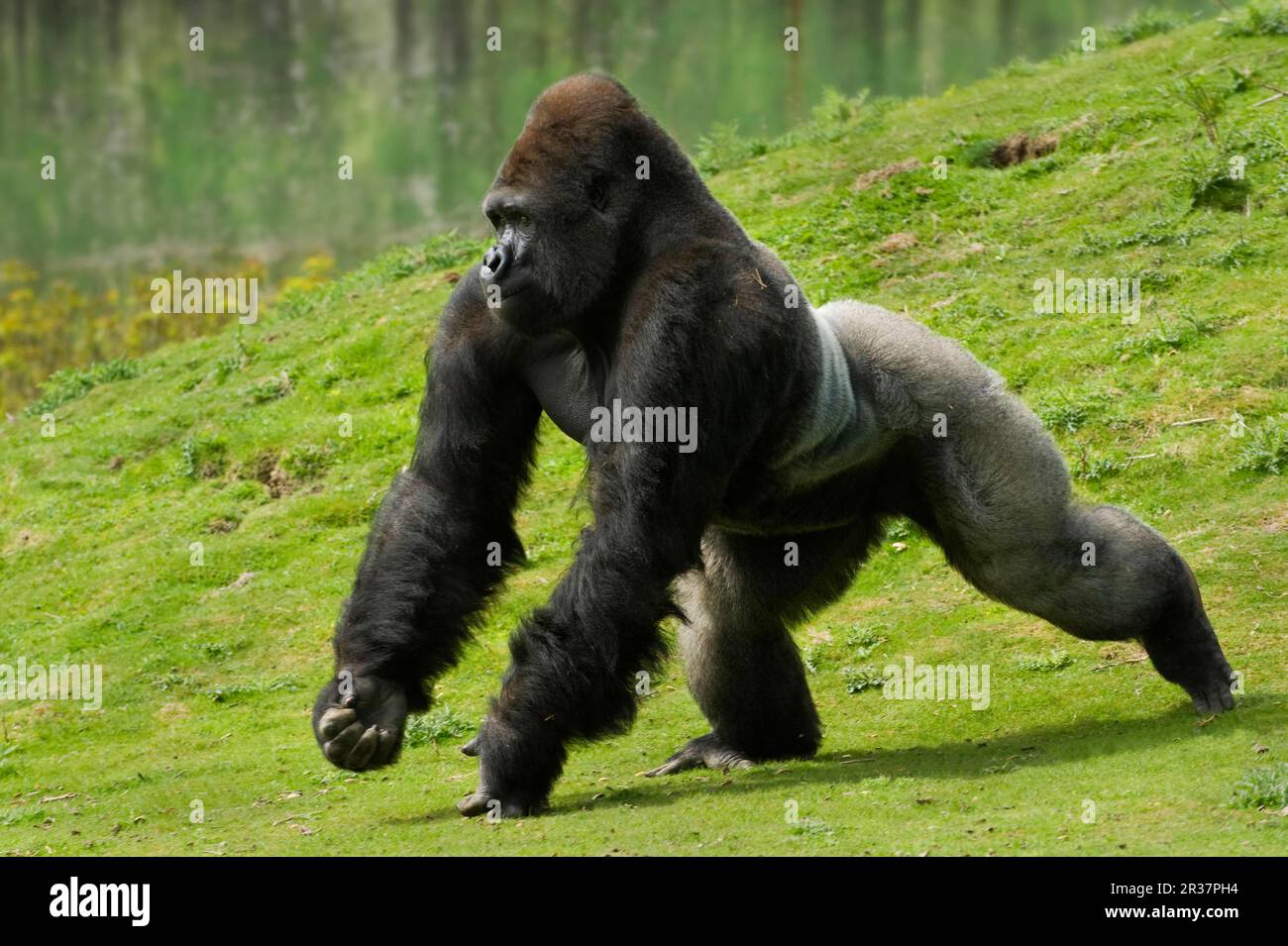 Western lowland gorilla, Western lowland gorillas (Gorilla gorilla ...