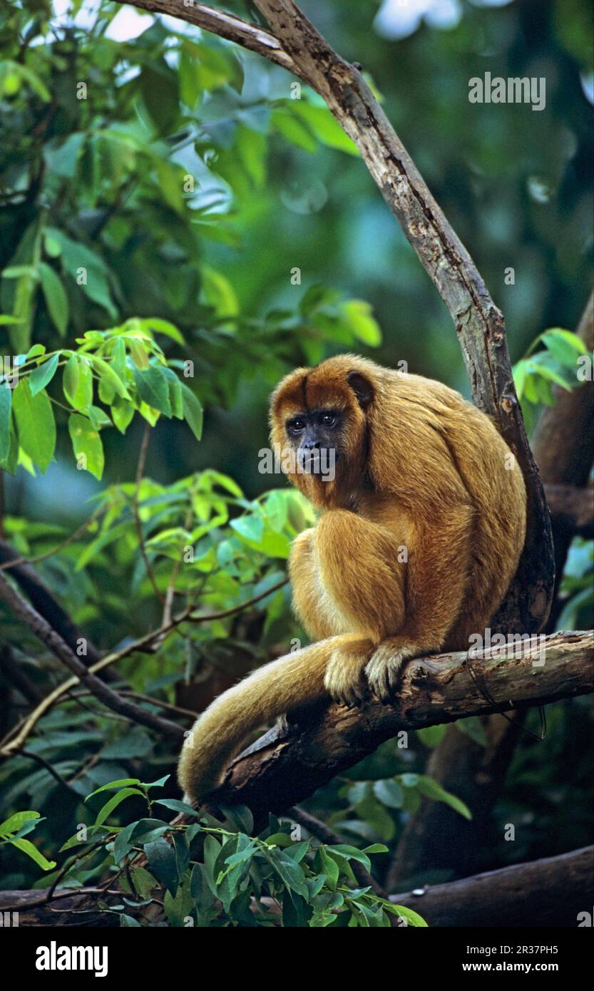 Black howler (Alouatta caraya), Black Howler Monkeys, Monkeys ...