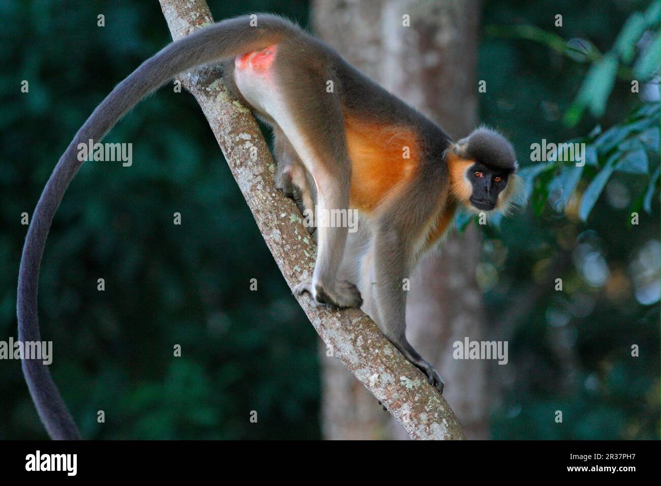 Capped Langur (Trachypithecus pileatus) adult female, standing on ...