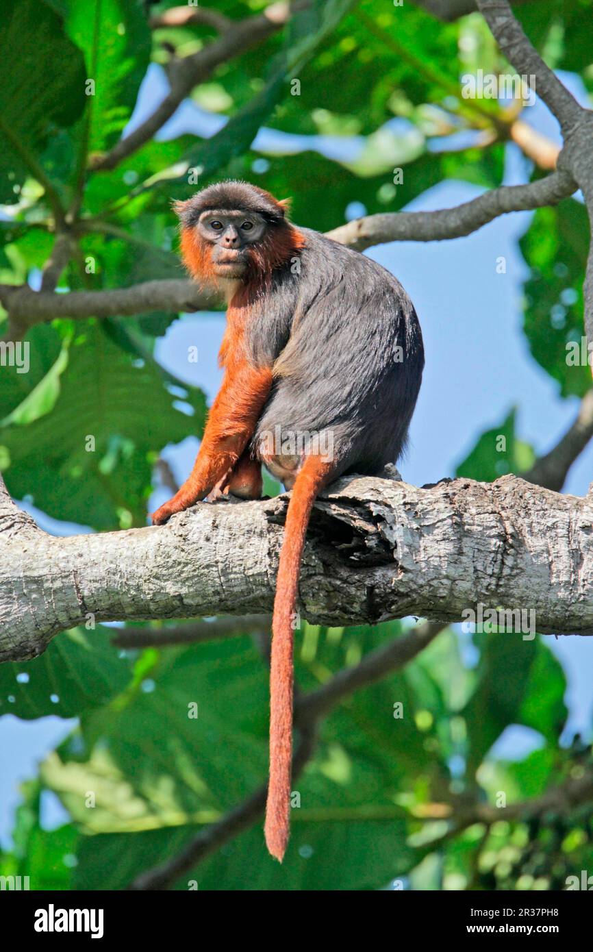 Temmincks red colobus hi-res stock photography and images - Alamy