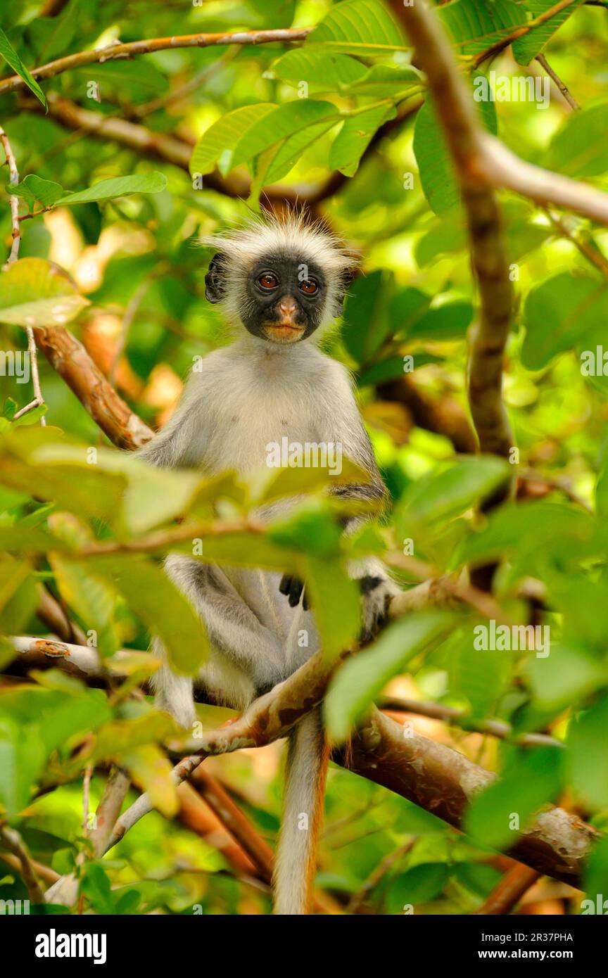 Zanzibar red zanzibar red colobus (Procolobus kirkii) young, sitting on ...