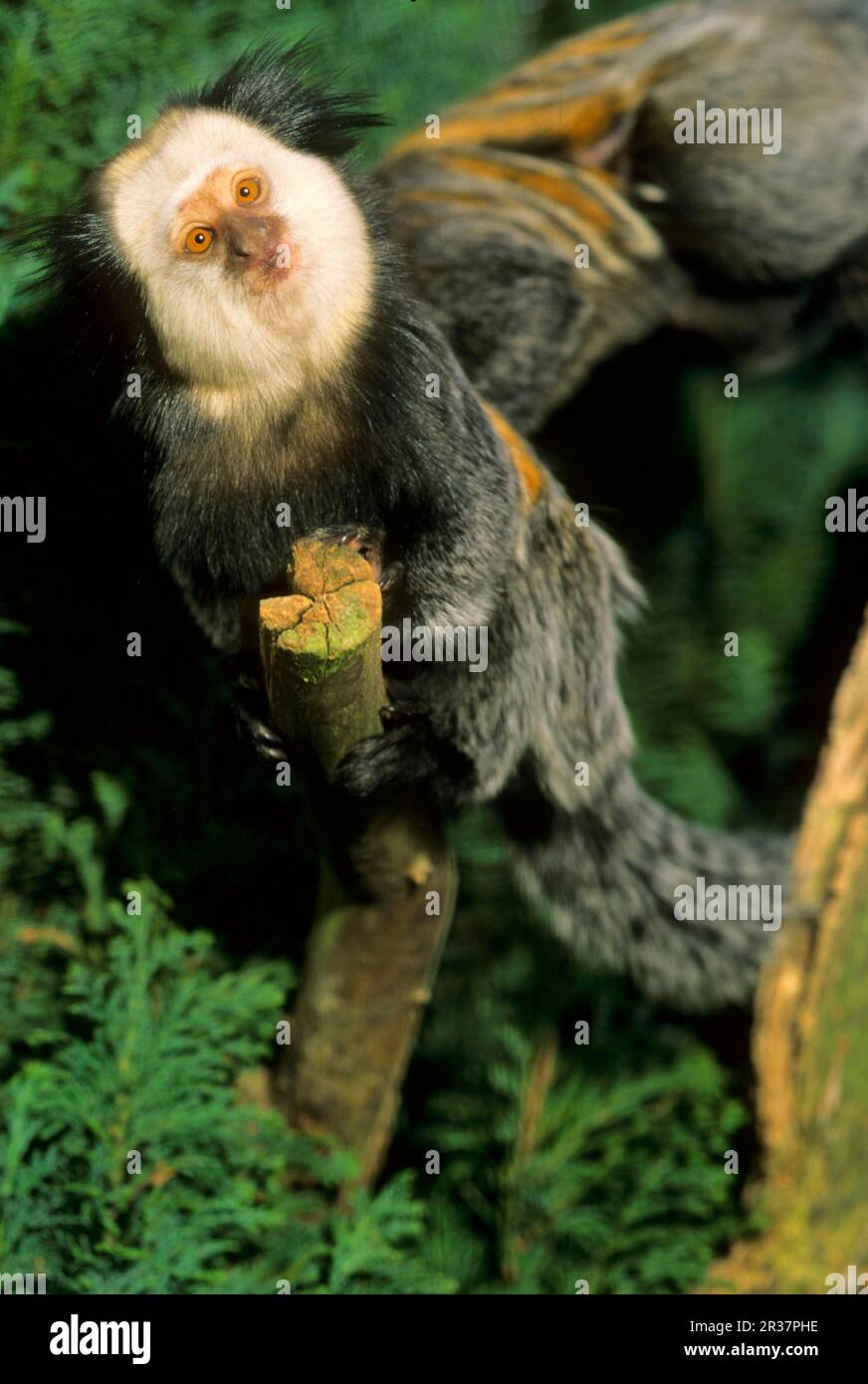 Geoffroyi, white-faced marmoset, Geoffroy's brush monkey, common ...