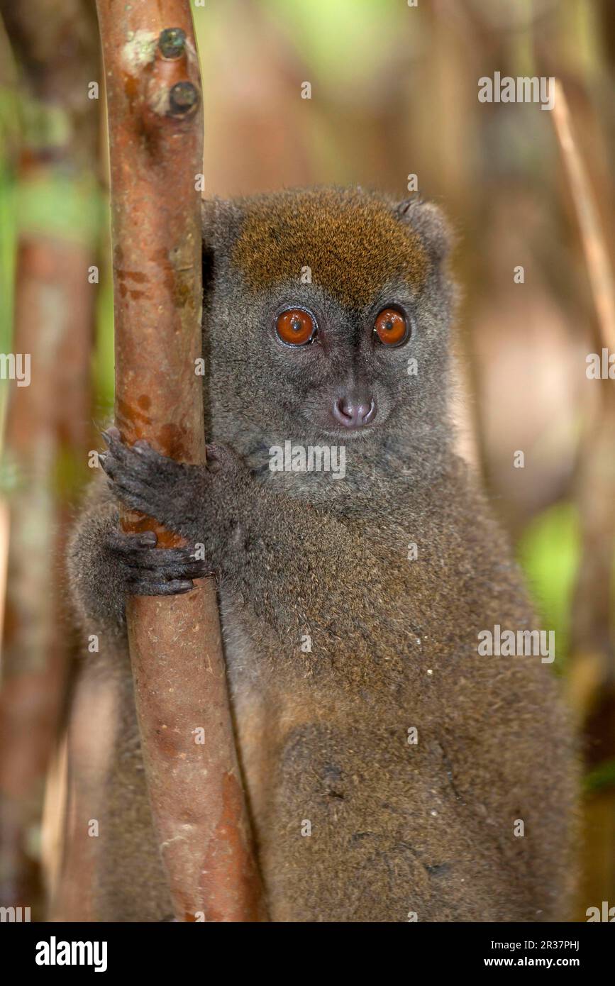 Eastern Bamboo Lemur, eastern lesser bamboo lemurs (Hapalemur griseus ...