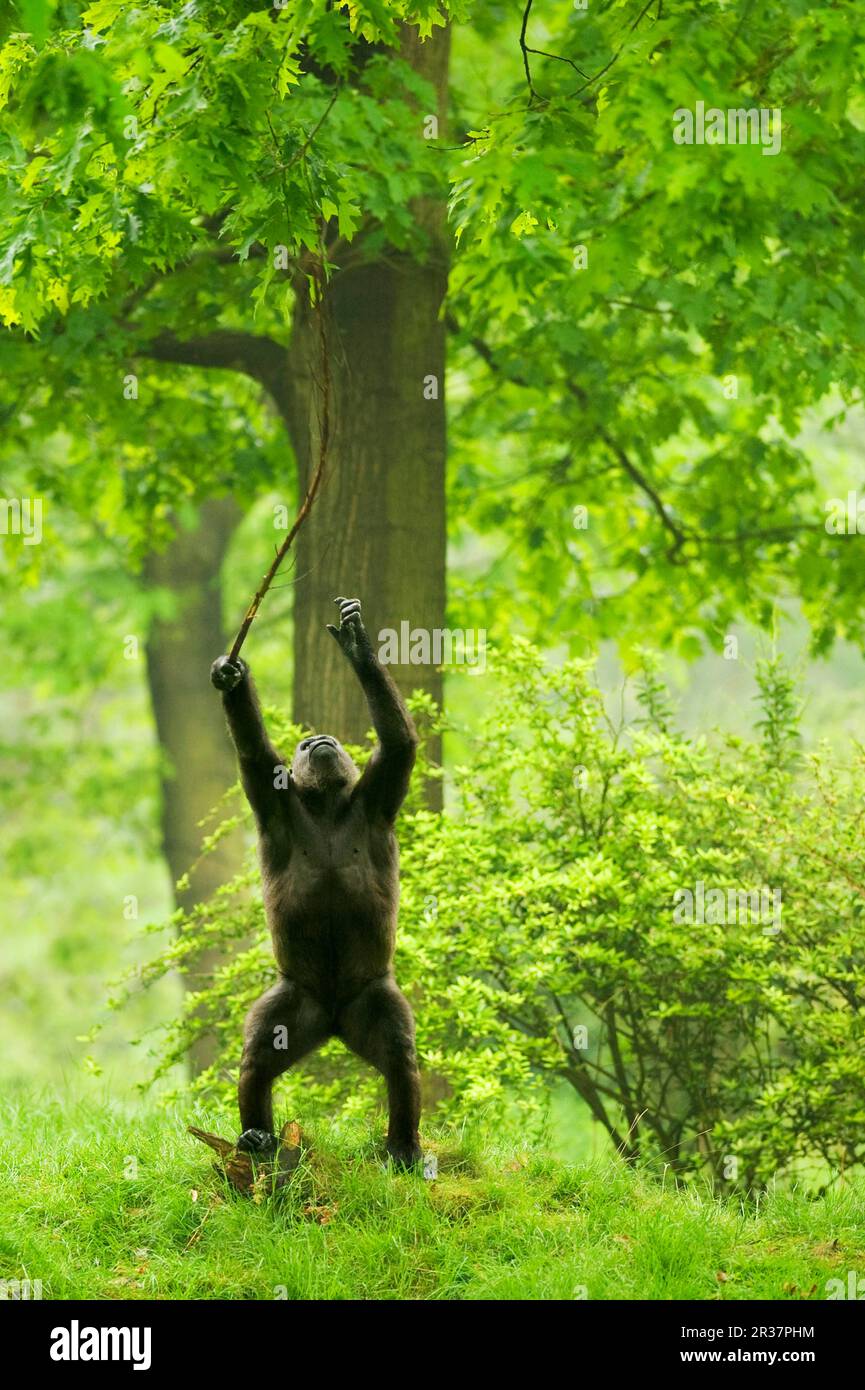 Western lowland gorilla, Western lowland gorillas (Gorilla gorilla ...