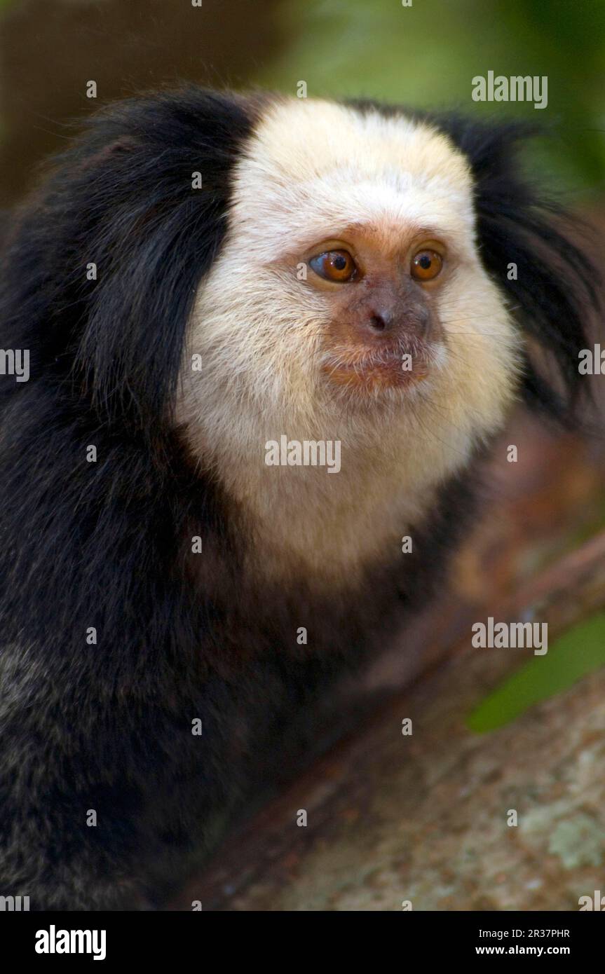 Geoffroyi, white-faced marmoset, Geoffroy's brush monkey, common ...