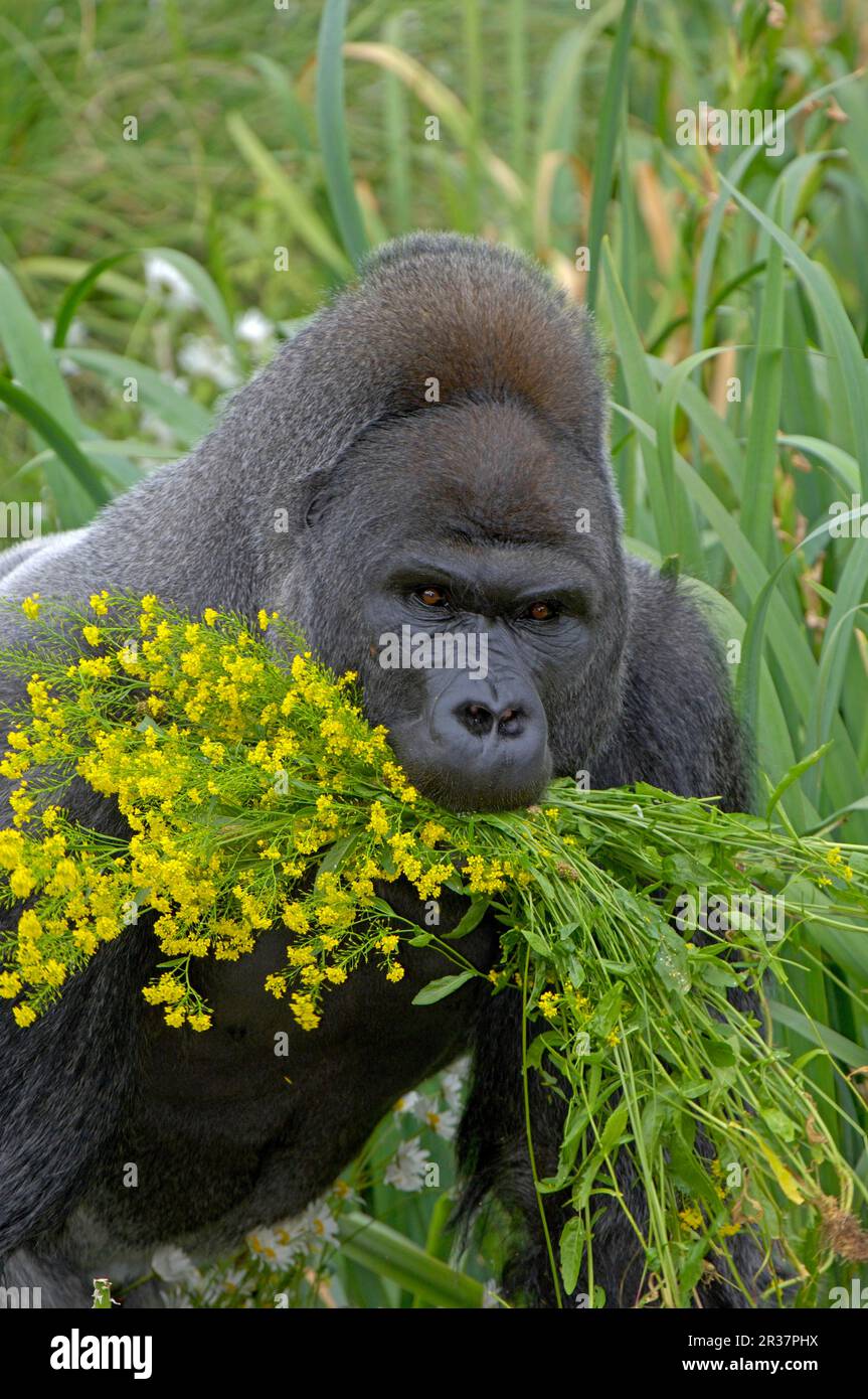 Western lowland gorilla, Western lowland gorillas (Gorilla gorilla ...