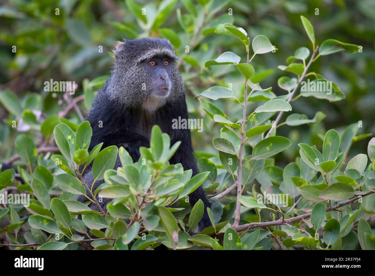 Sykes' monkey (Cercopithecus mitis), guenon, guenons, monkeys, mammals ...