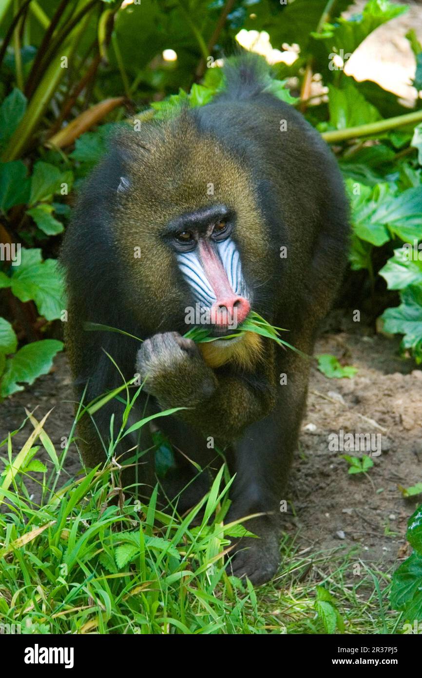 Mandrill (Mandrillus sphinx) adult male infant Stock Photo - Alamy